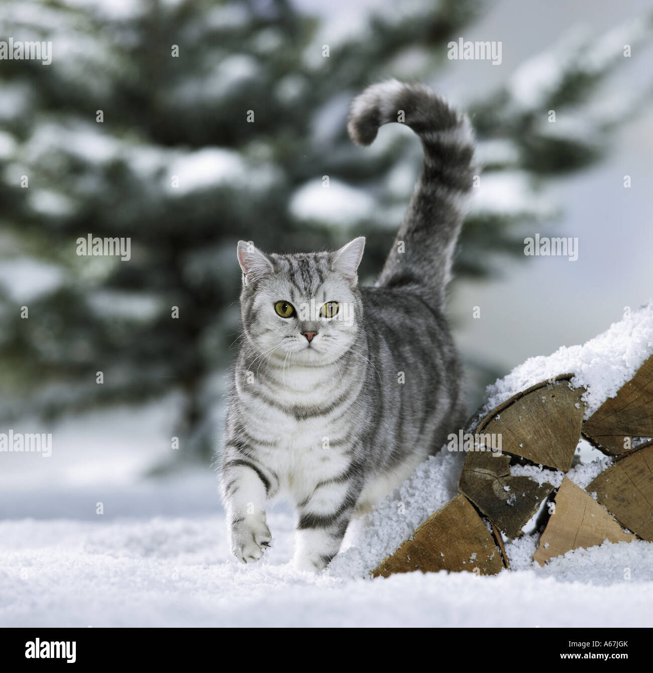 Cat Standing Up Snow Meme