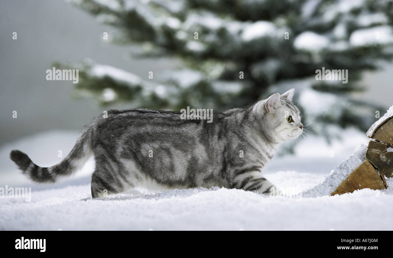 Cat Standing Up In Snow