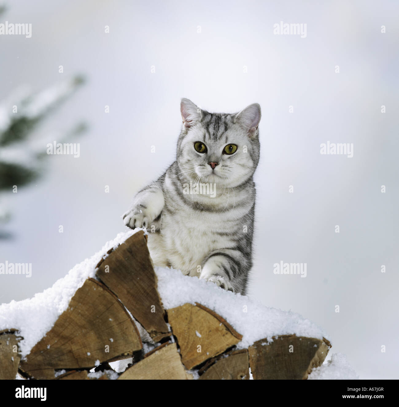 Stack cats hi-res stock photography and images - Alamy
