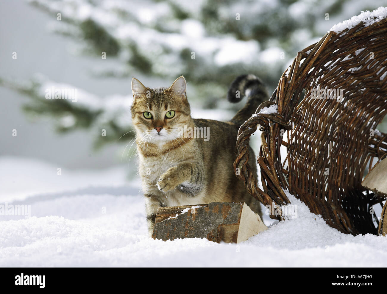 domestic cat in snow Stock Photo - Alamy