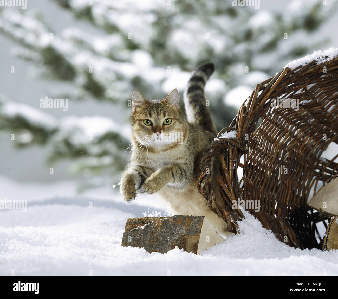 Domestic cat. Tabby adult jumping over a log in winter Stock Photo - Alamy
