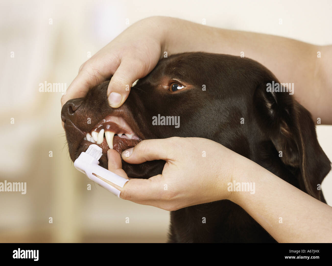 Labrador Retriever - cleaning teeth Stock Photo - Alamy