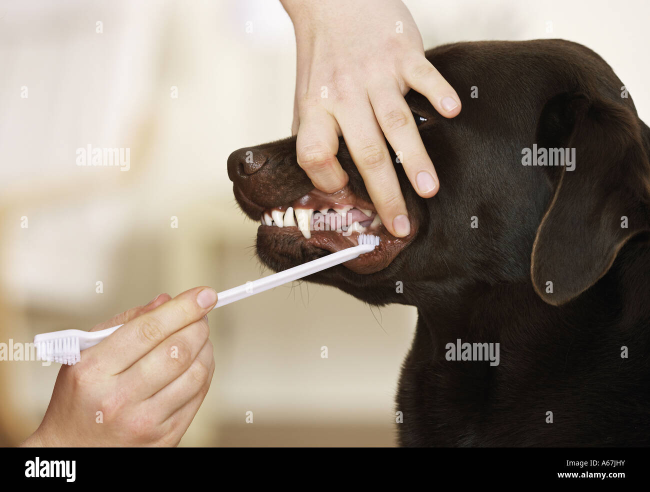 Labrador Retriever - cleaning teeth Stock Photo - Alamy