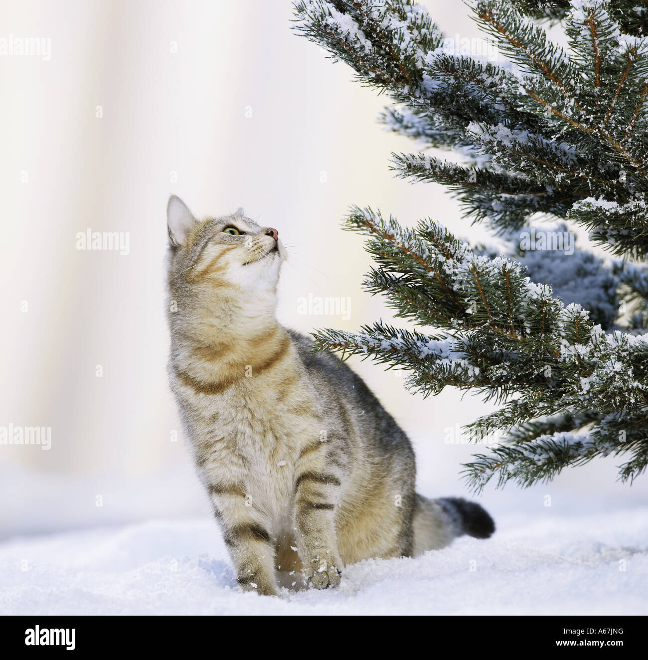 domestic cat sitting in snow - next to tree Stock Photo - Alamy
