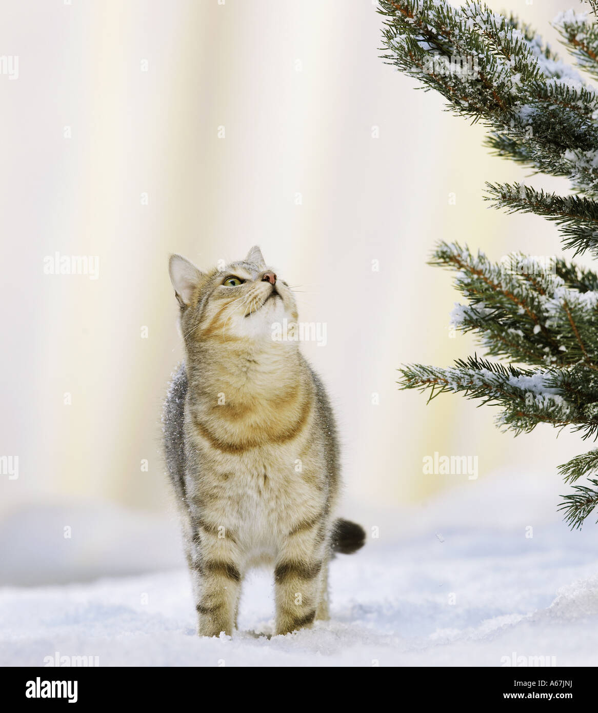 domestic cat - standing in snow Stock Photo - Alamy