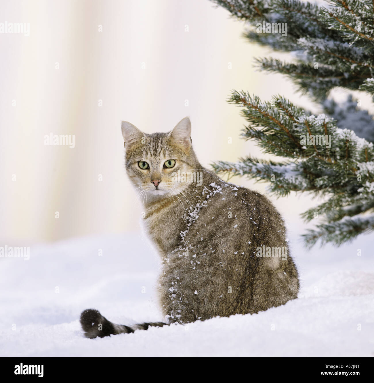 Cat Sitting In The Snow High Resolution Stock Photography and Images ...