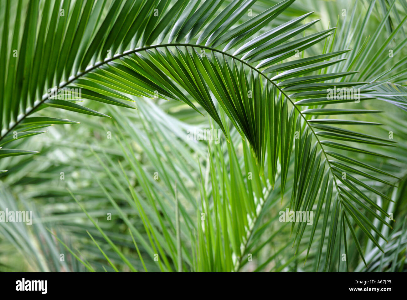 Lush palm tree hi-res stock photography and images - Alamy