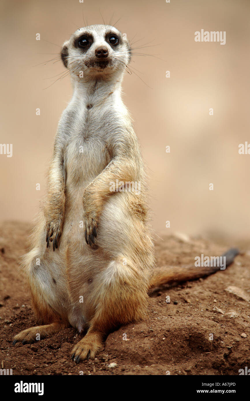 Meercat standing outside burrow on guard Stock Photo - Alamy