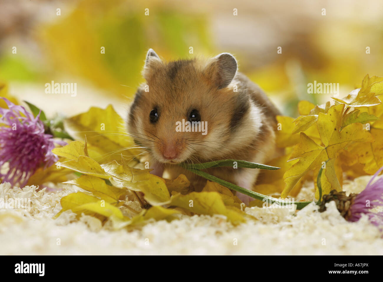 golden hamster between leaves / Mesocricetus auratus Stock Photo - Alamy