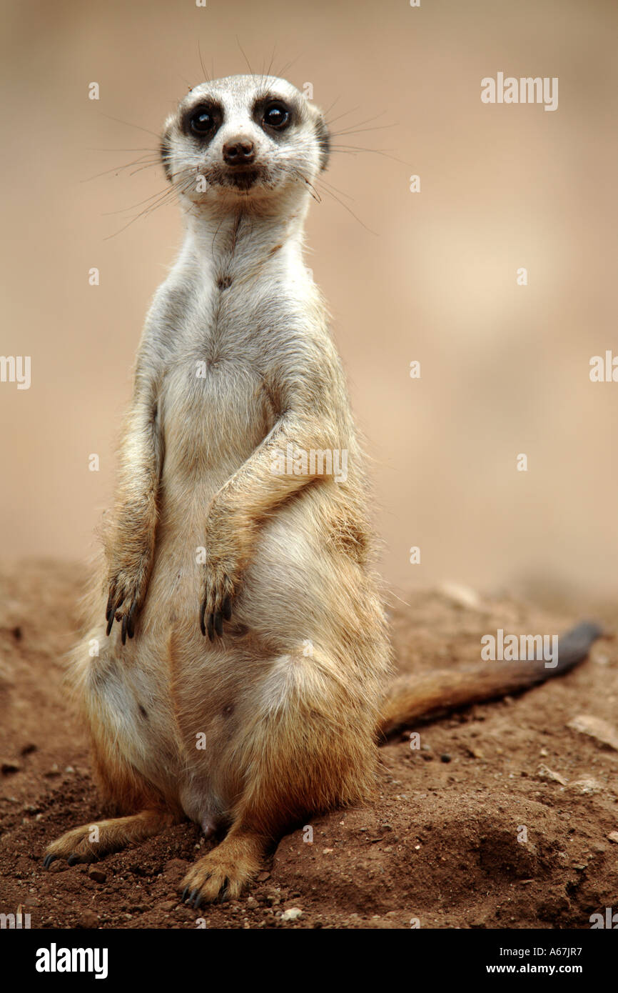 Meercat standing outside burrow on guard Stock Photo - Alamy