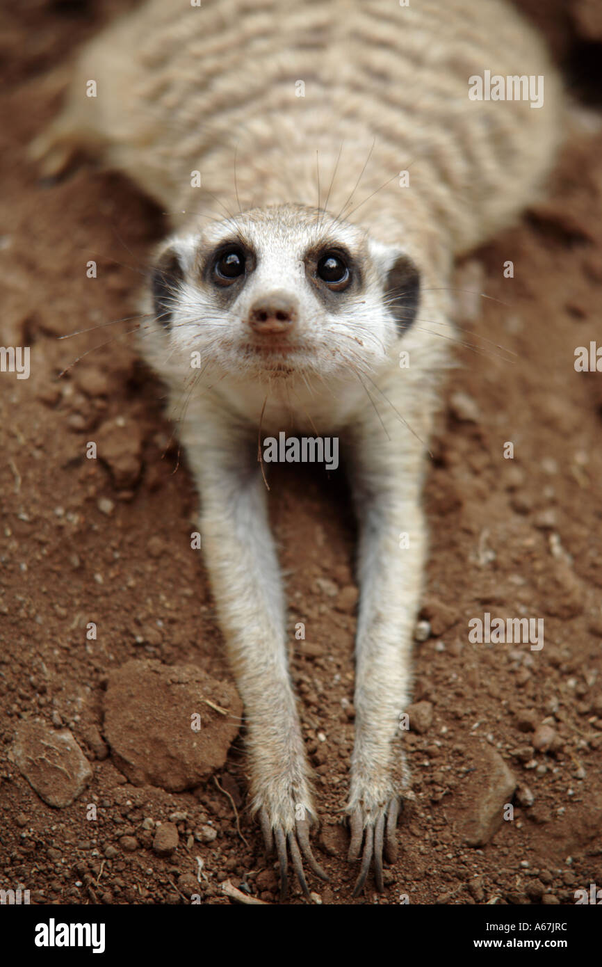 Meerkat laying down on mound relaxing paws stretched out in front ...