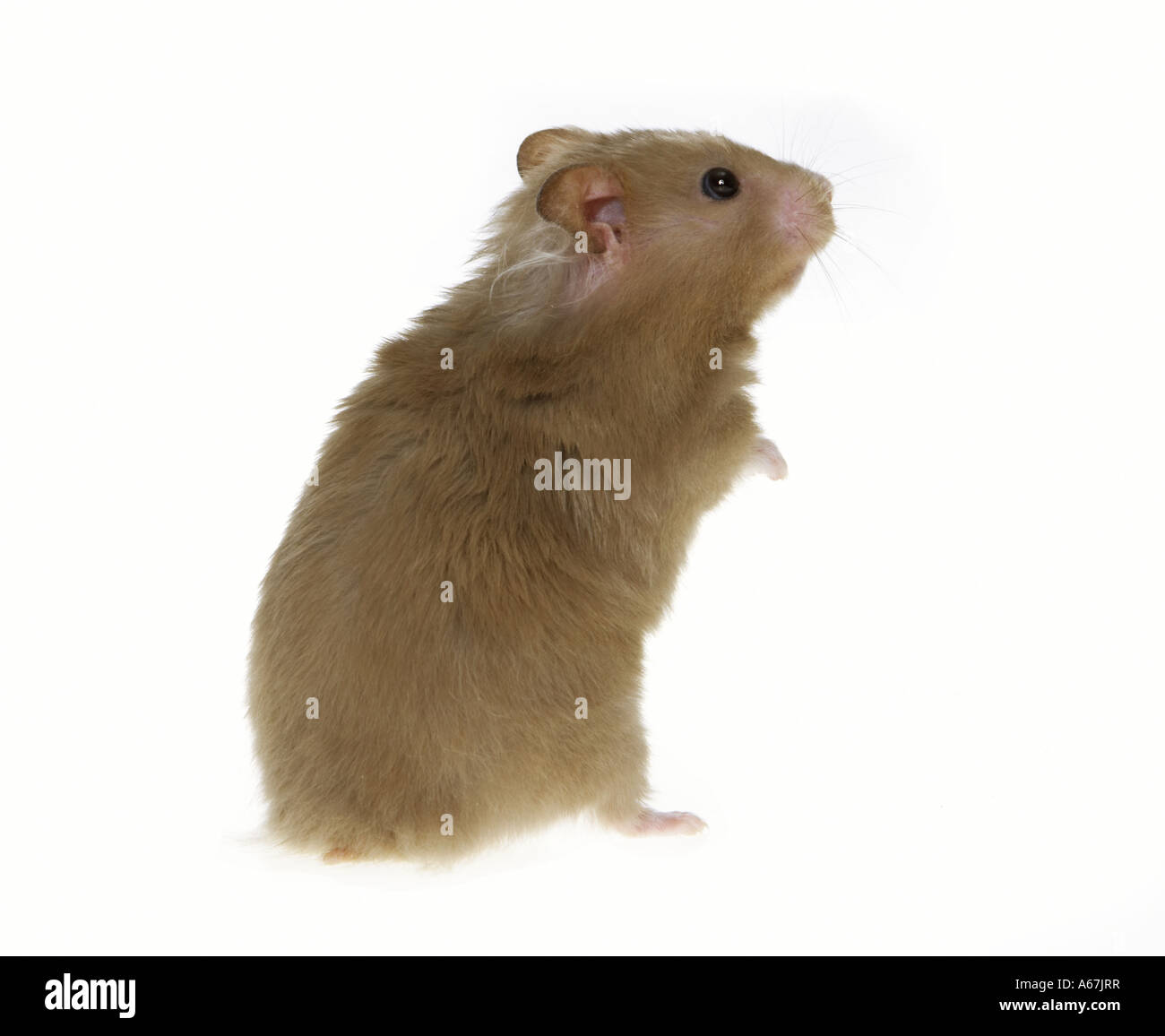 golden hamster - cut out / Mesocricetus auratus Stock Photo - Alamy