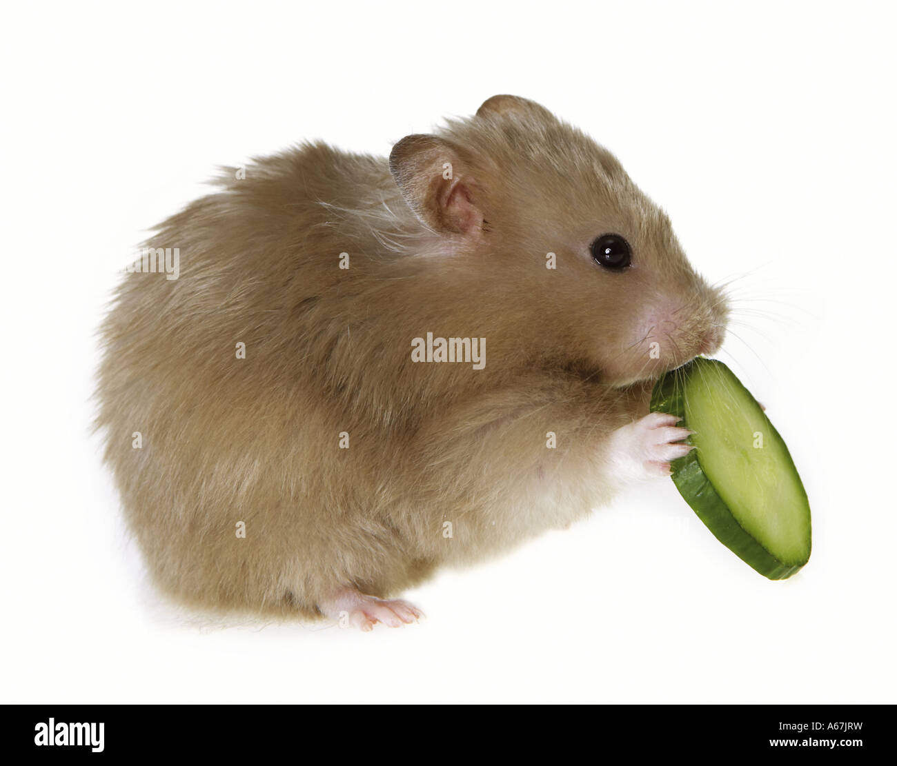 golden hamster with cucumber - cut out / Mesocricetus auratus Stock ...