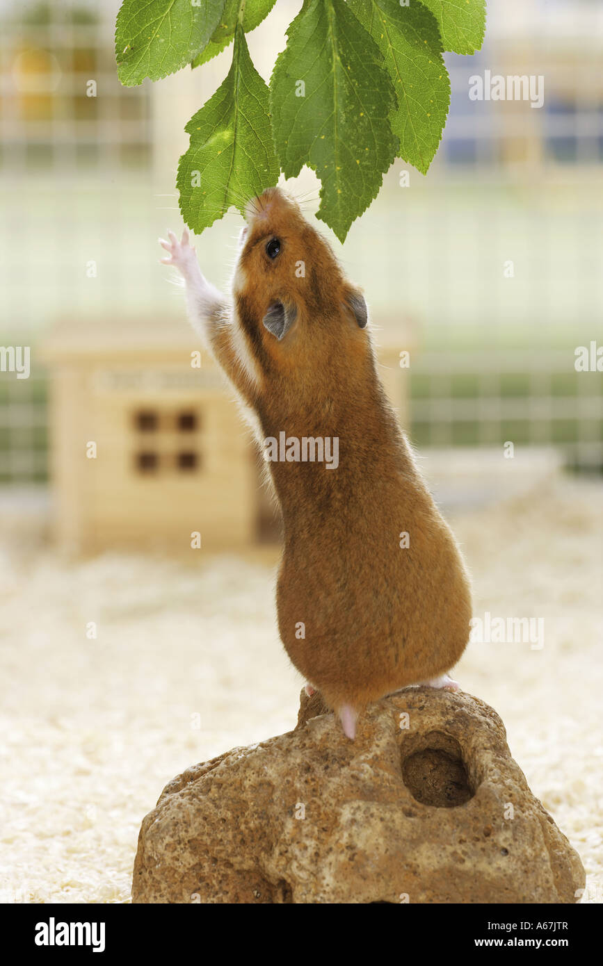 golden hamster on stone - at leaf / Mesocricetus auratus Stock Photo ...