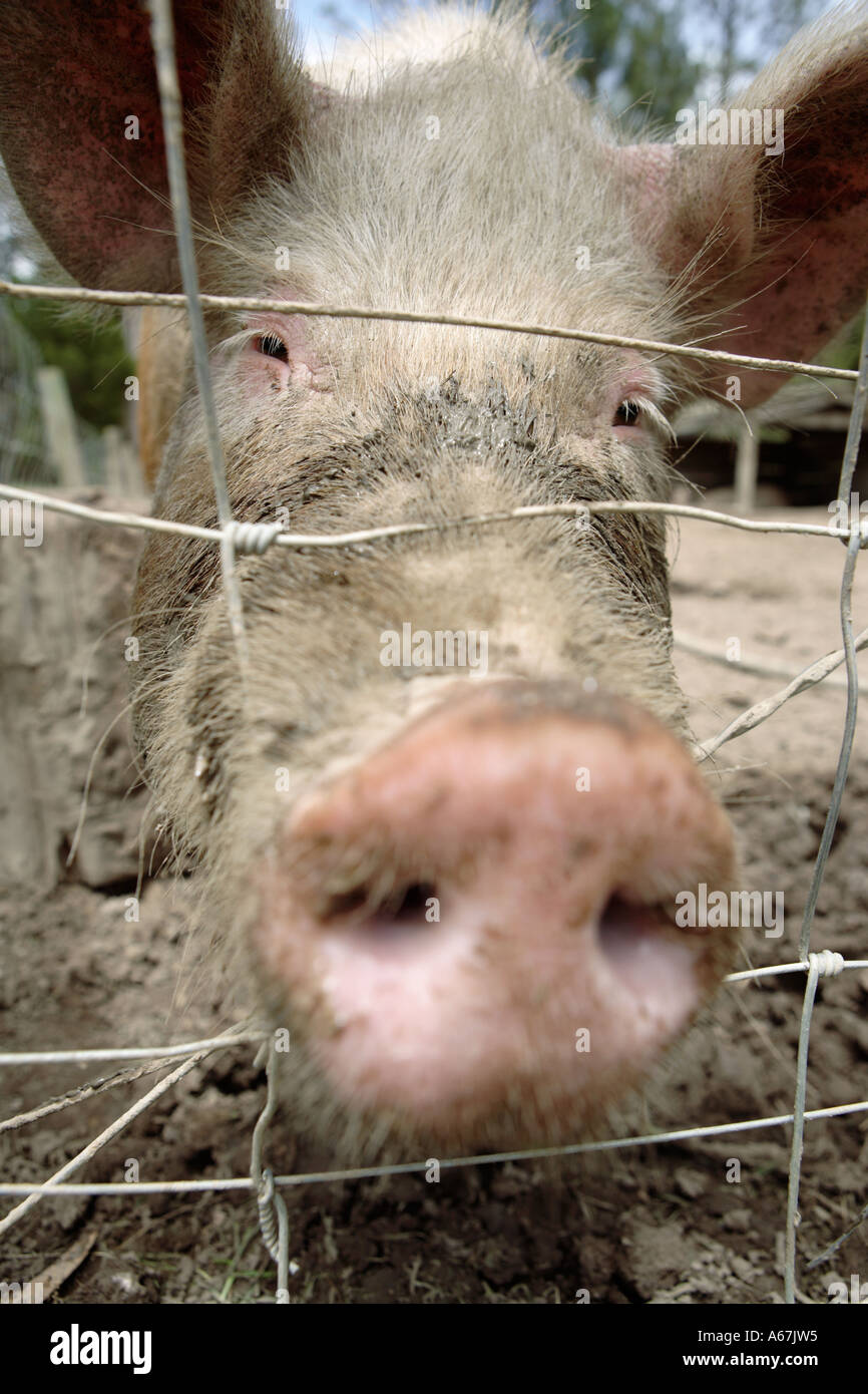 Hog wire fence hi-res stock photography and images - Alamy