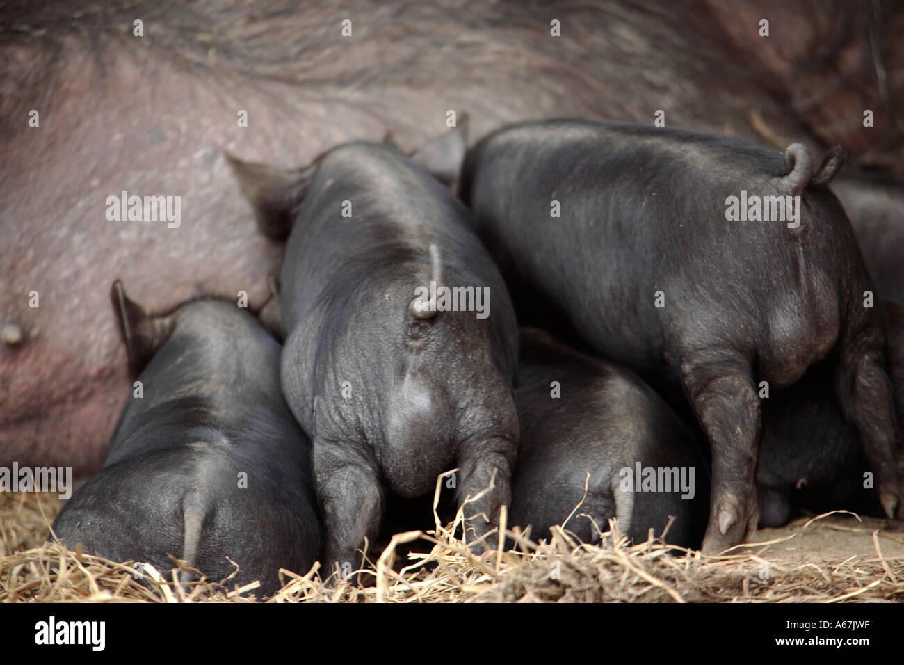 Pot bellied piglets hi-res stock photography and images - Alamy
