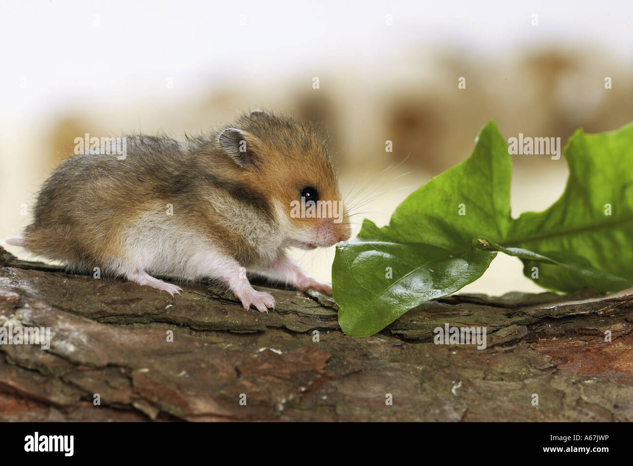 Golden hamster cub hi-res stock photography and images - Alamy