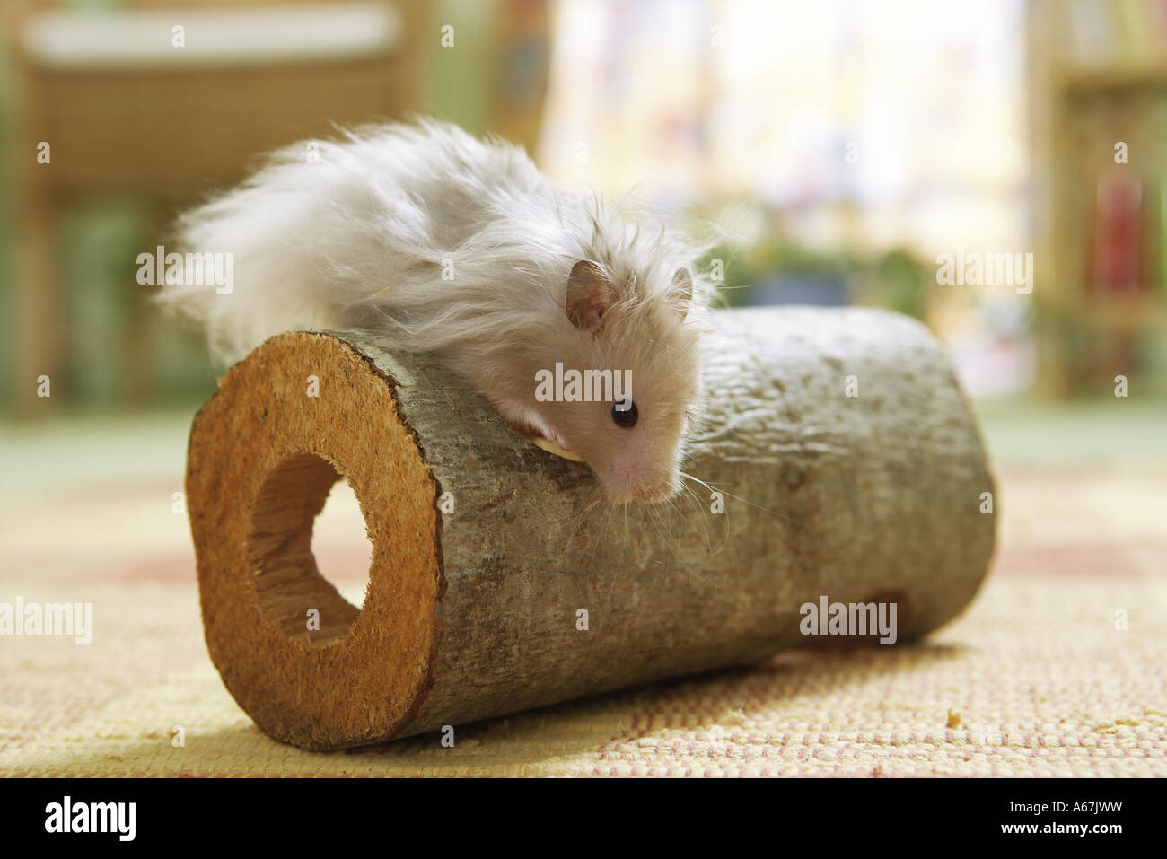 golden hamster - climbing Stock Photo - Alamy