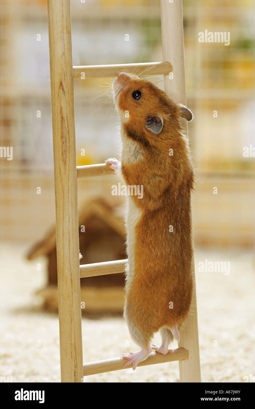 golden hamster - on ladder Stock Photo - Alamy