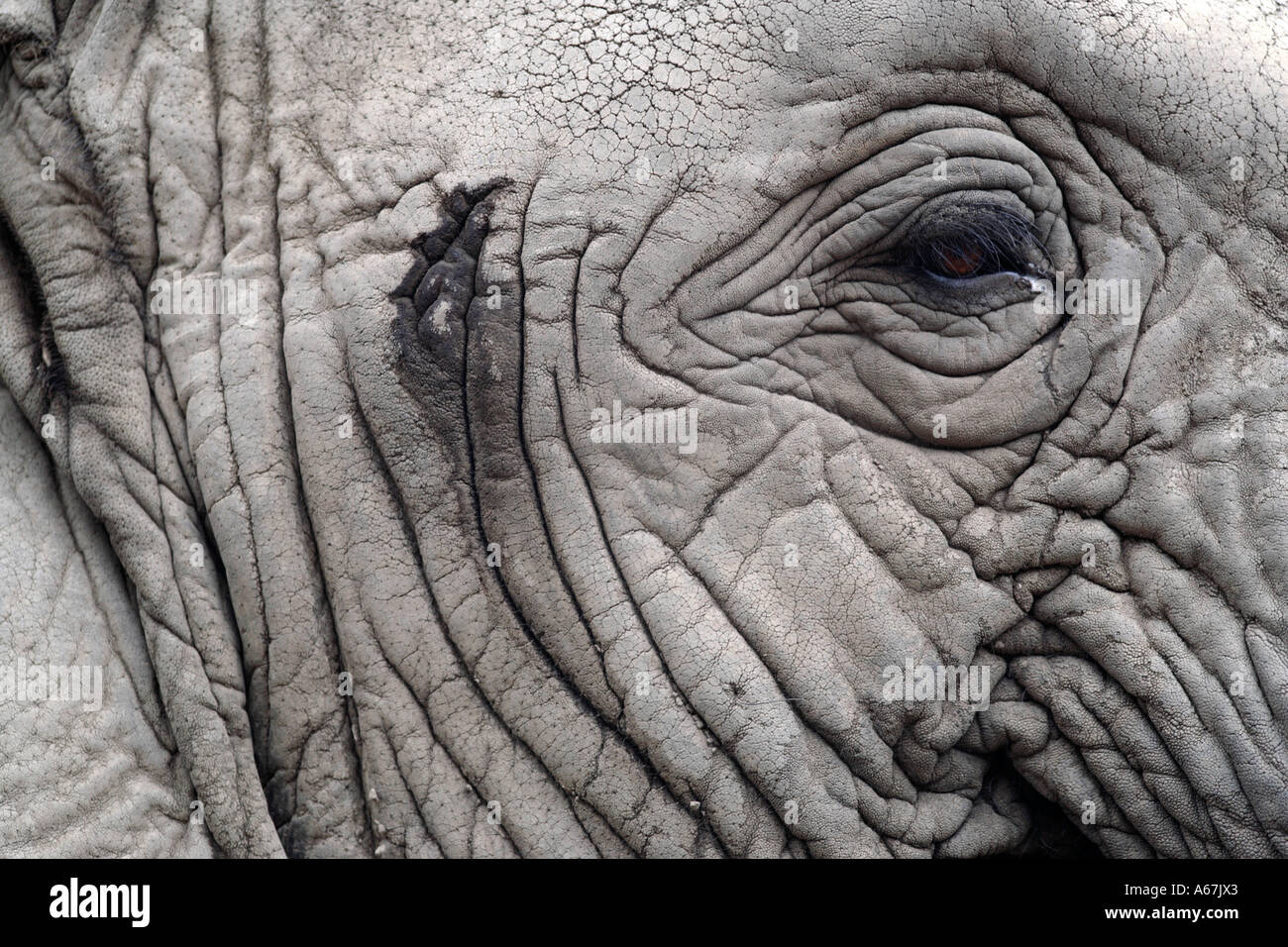 African Elephant Eye