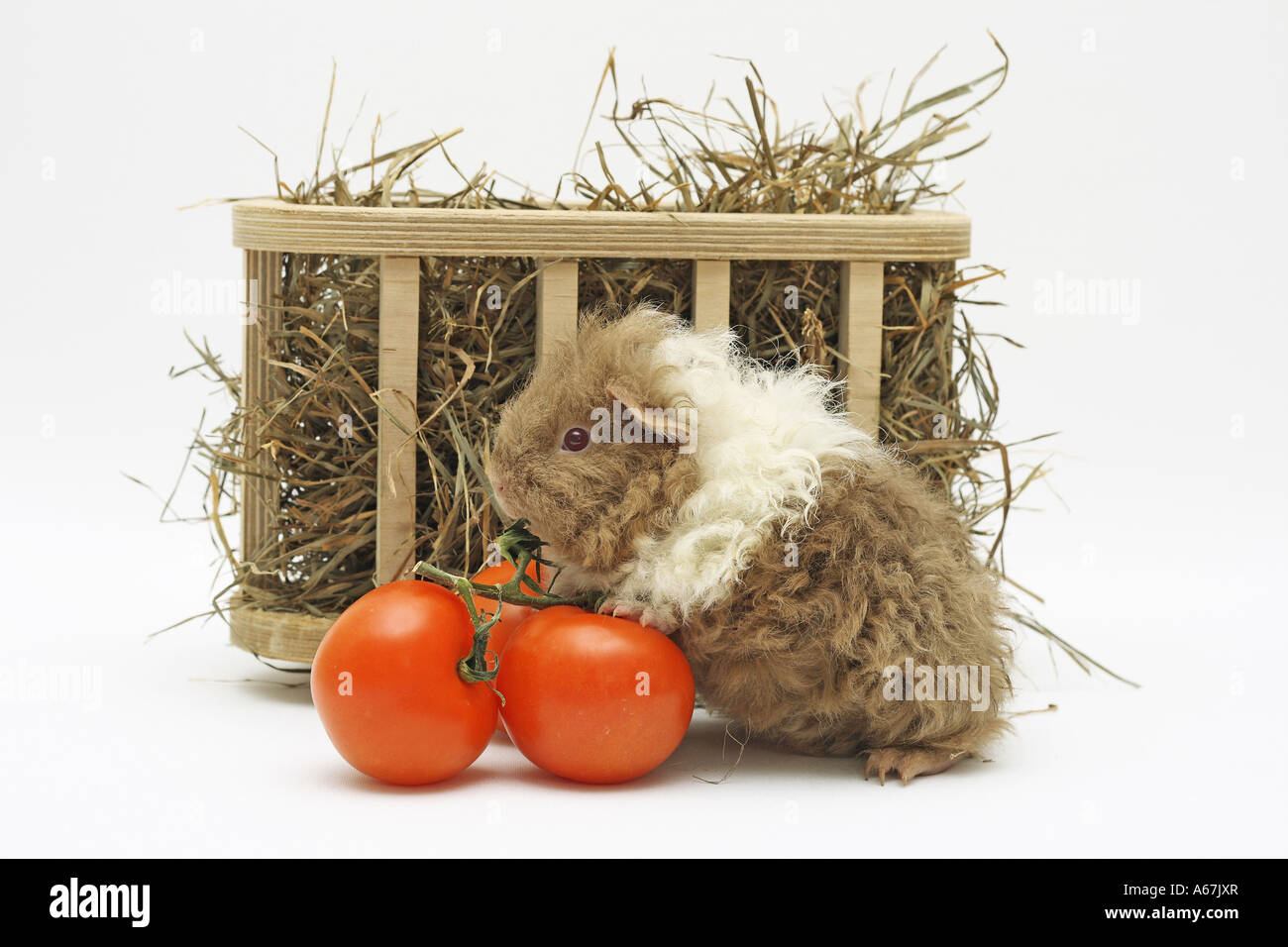 young Texel guine pig with tomatoes Stock Photo - Alamy