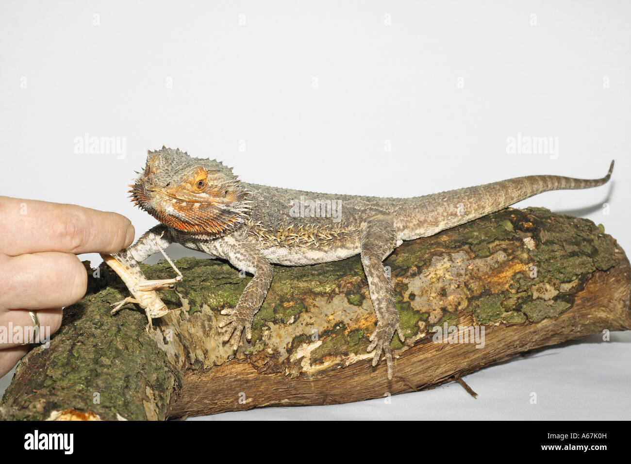 bearded dragon getting grasshopper / Pogona spp Stock Photo - Alamy