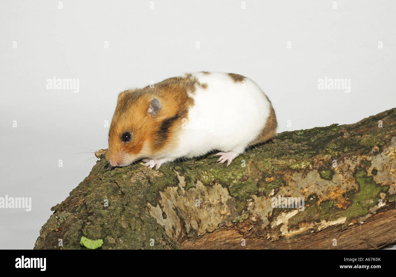 golden hamster / Mesocricetus auratus Stock Photo - Alamy
