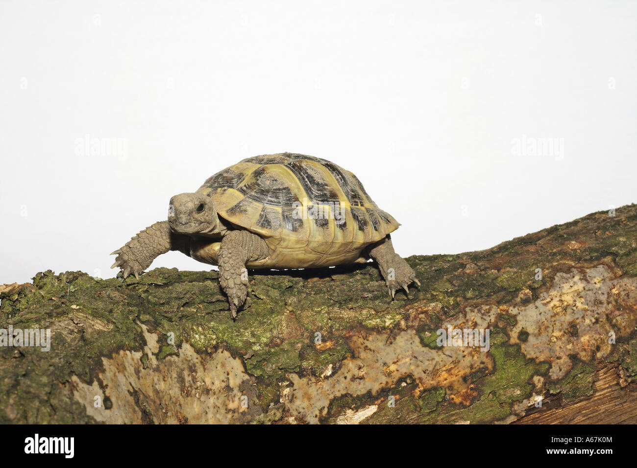 tortoise / Testudinidae spp Stock Photo - Alamy