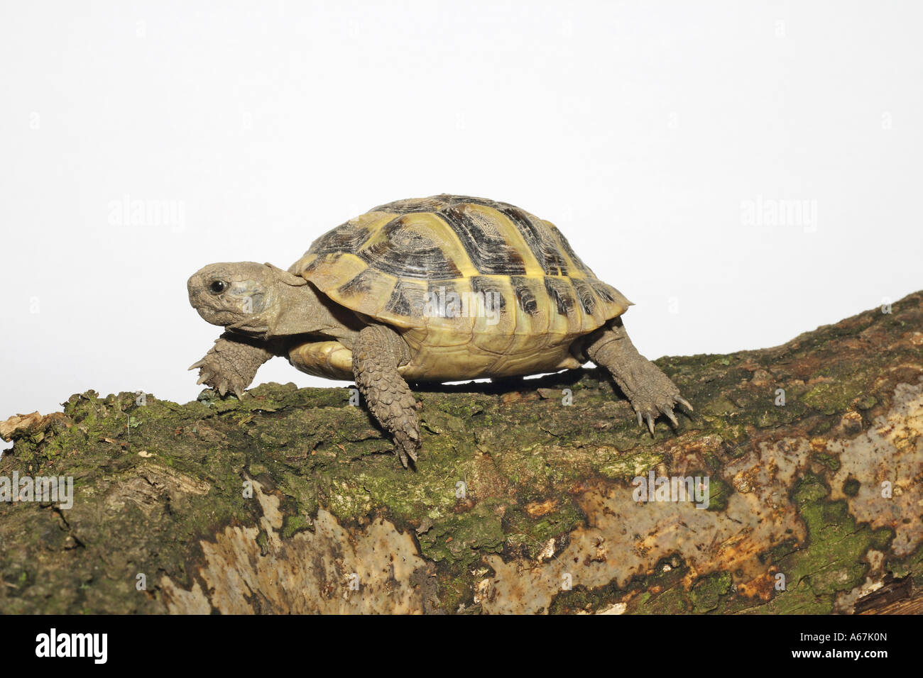 tortoise / Testudinidae spp Stock Photo - Alamy