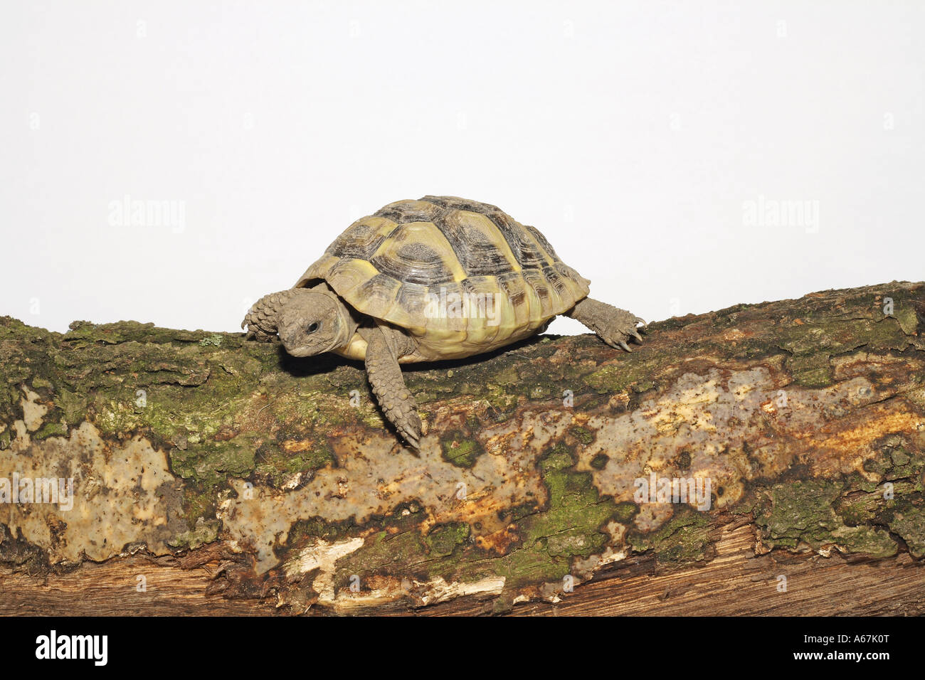 tortoise / Testudinidae spp Stock Photo - Alamy