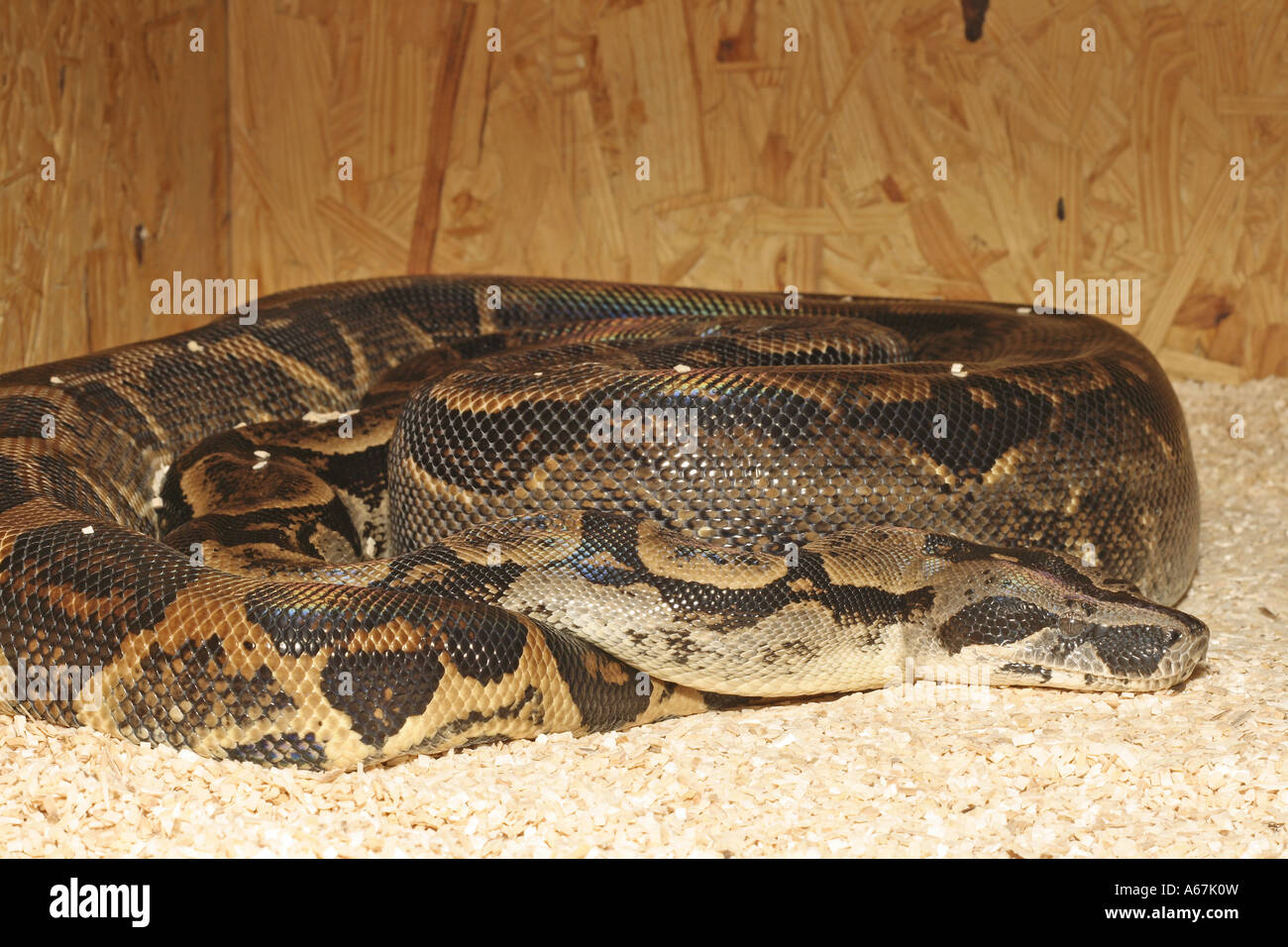 Langschwanzboa (Weibchen) - Northwest Peruvian Boa (female) / Boa ...