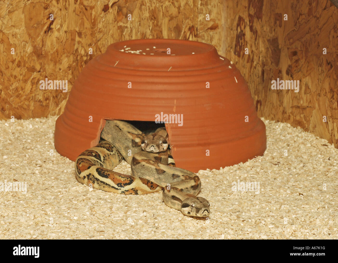 two boa constrictors (Salmon Triple Hets) - male and female / Boa ...