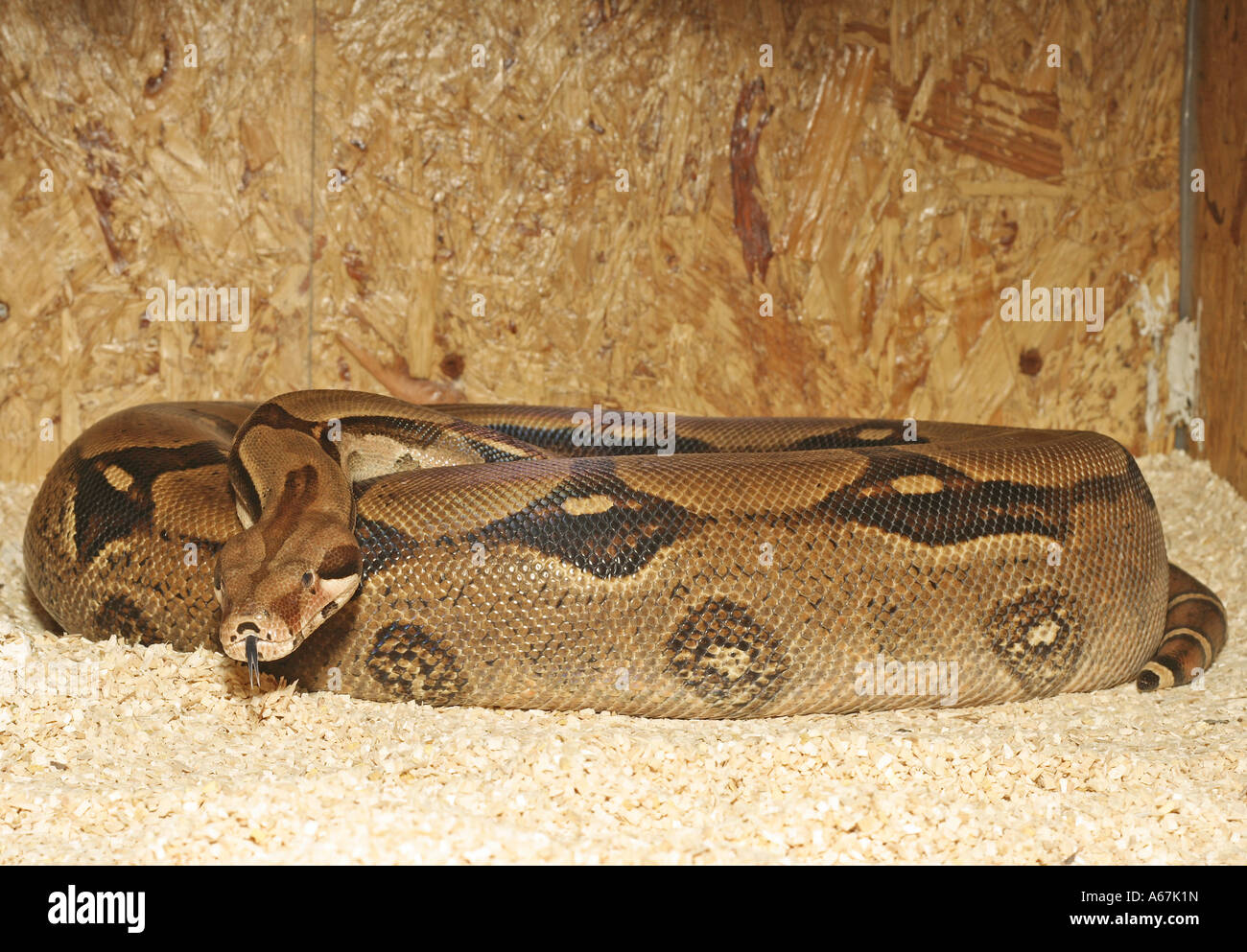 red-tailed boa (female) / Boa constrictor constrictor Stock Photo - Alamy