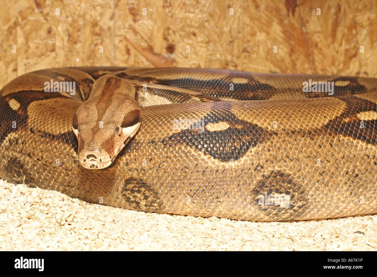 red-tailed boa (female) / Boa constrictor constrictor Stock Photo - Alamy