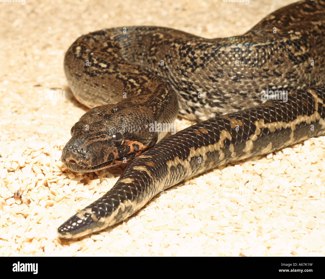 boa constrictor (male) / Boa constrictor Stock Photo - Alamy