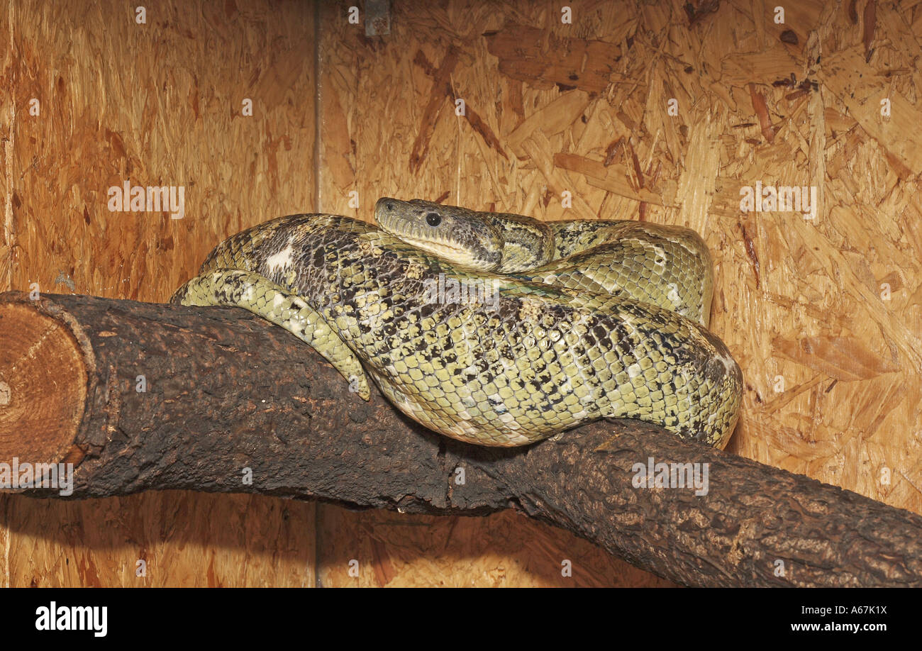 Madagascar tree boa (female) on branch / Sanzinia madagascariensis ...