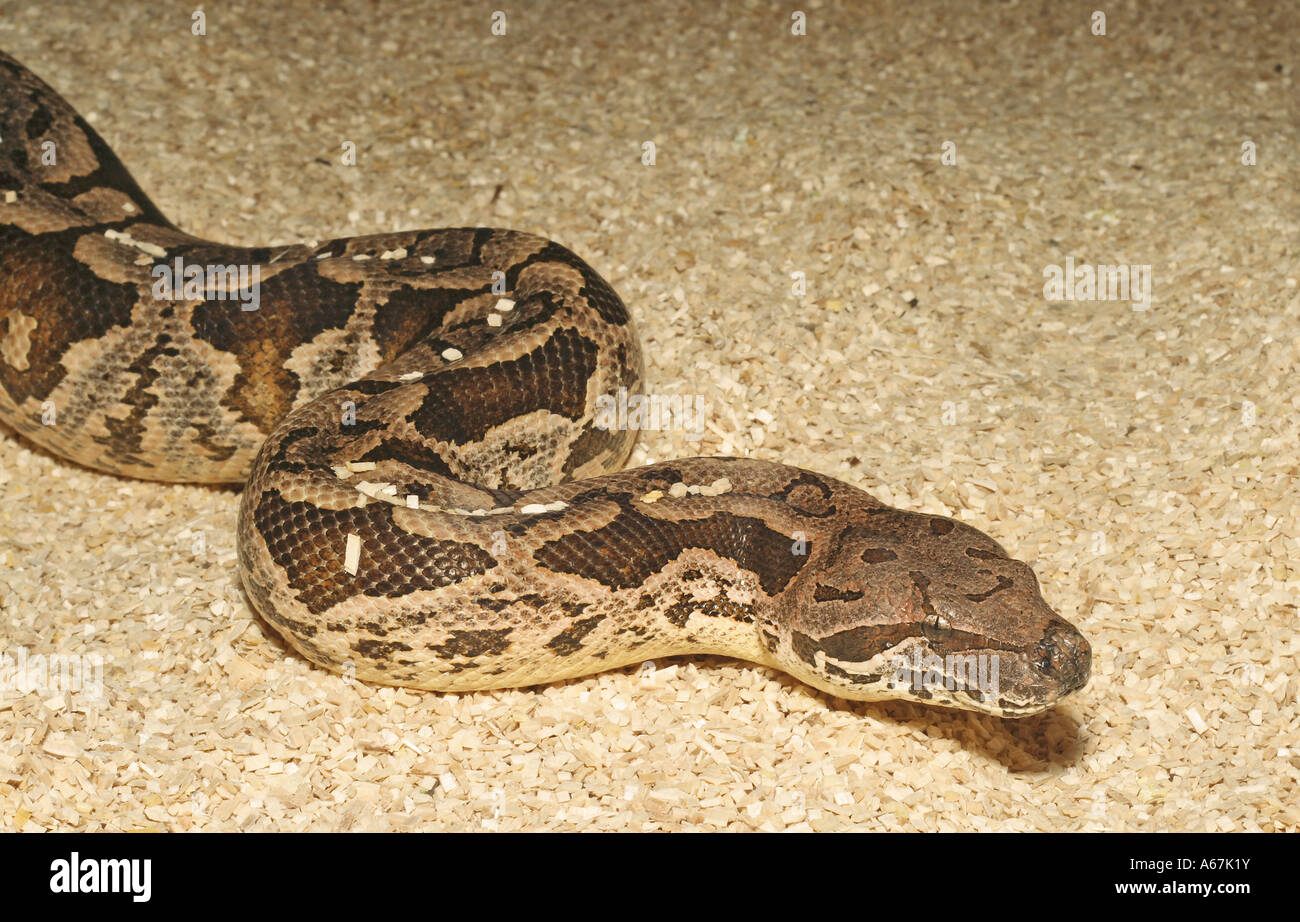 boa constrictor (female) / Boa constrictor Stock Photo - Alamy