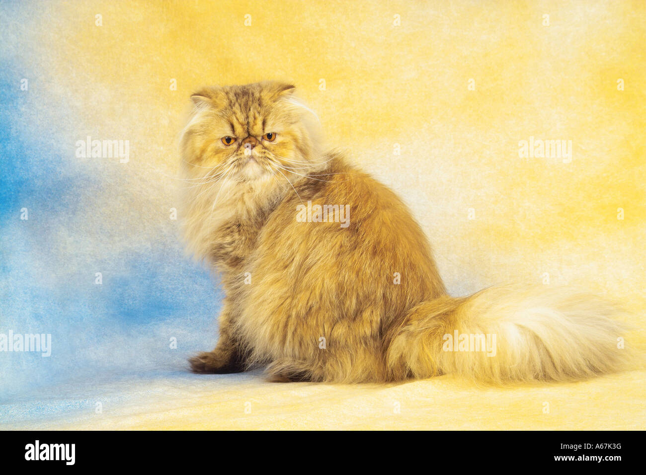 Persian cat sitting hi-res stock photography and images - Alamy