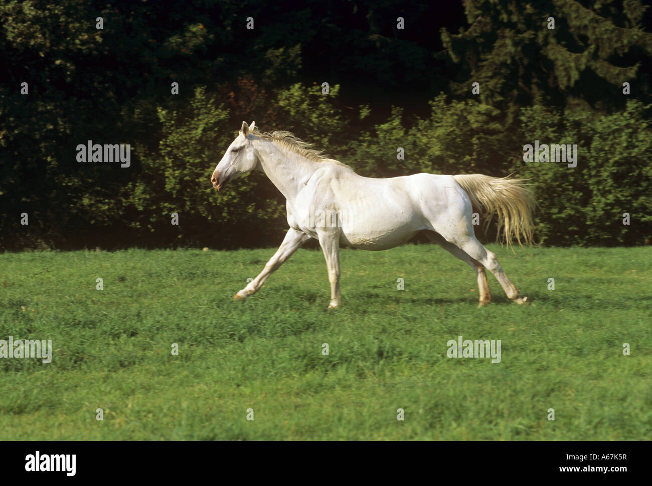 Hanoverian horse white horse - trotting on meadow Stock Photo - Alamy