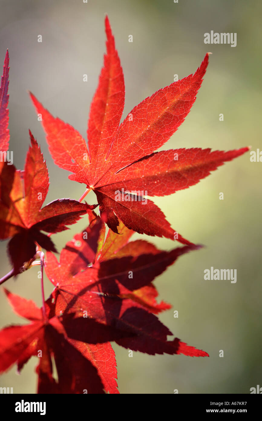 Autumn red Japanese maple Acer palmatum leaves on tree Stock Photo - Alamy