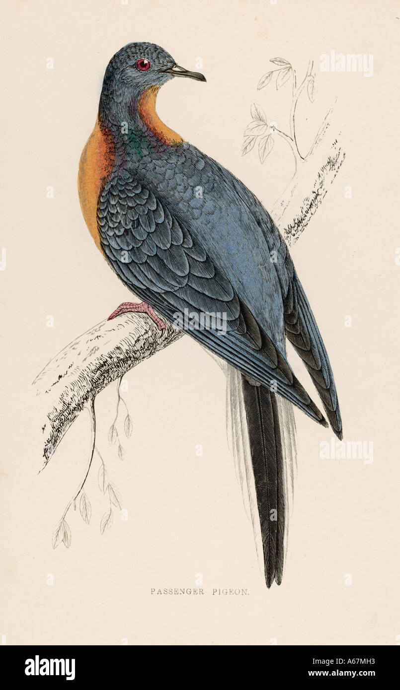 Passenger Pigeon Extinct Stock Photo - Alamy