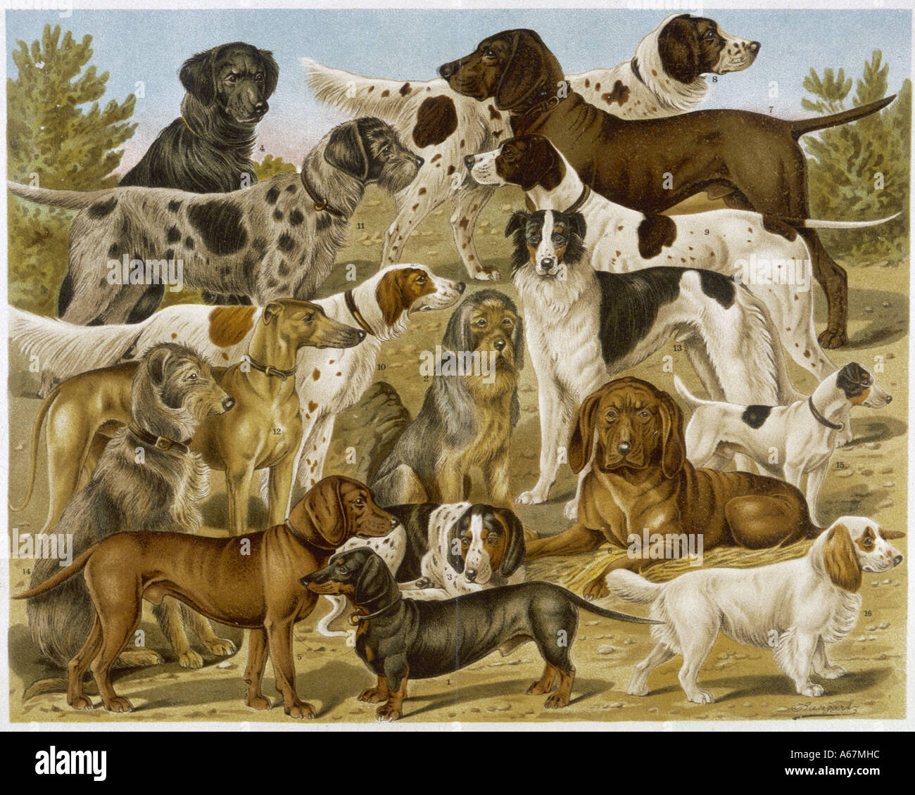 Includinghounds hi-res stock photography and images - Alamy