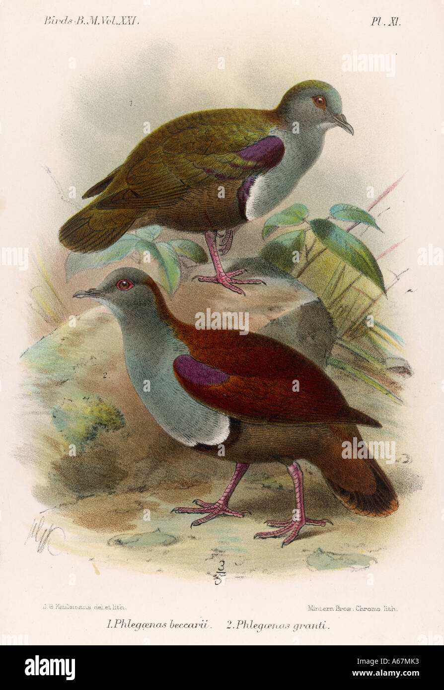 Ground doves gallicolumba beccarrii hi-res stock photography and images ...
