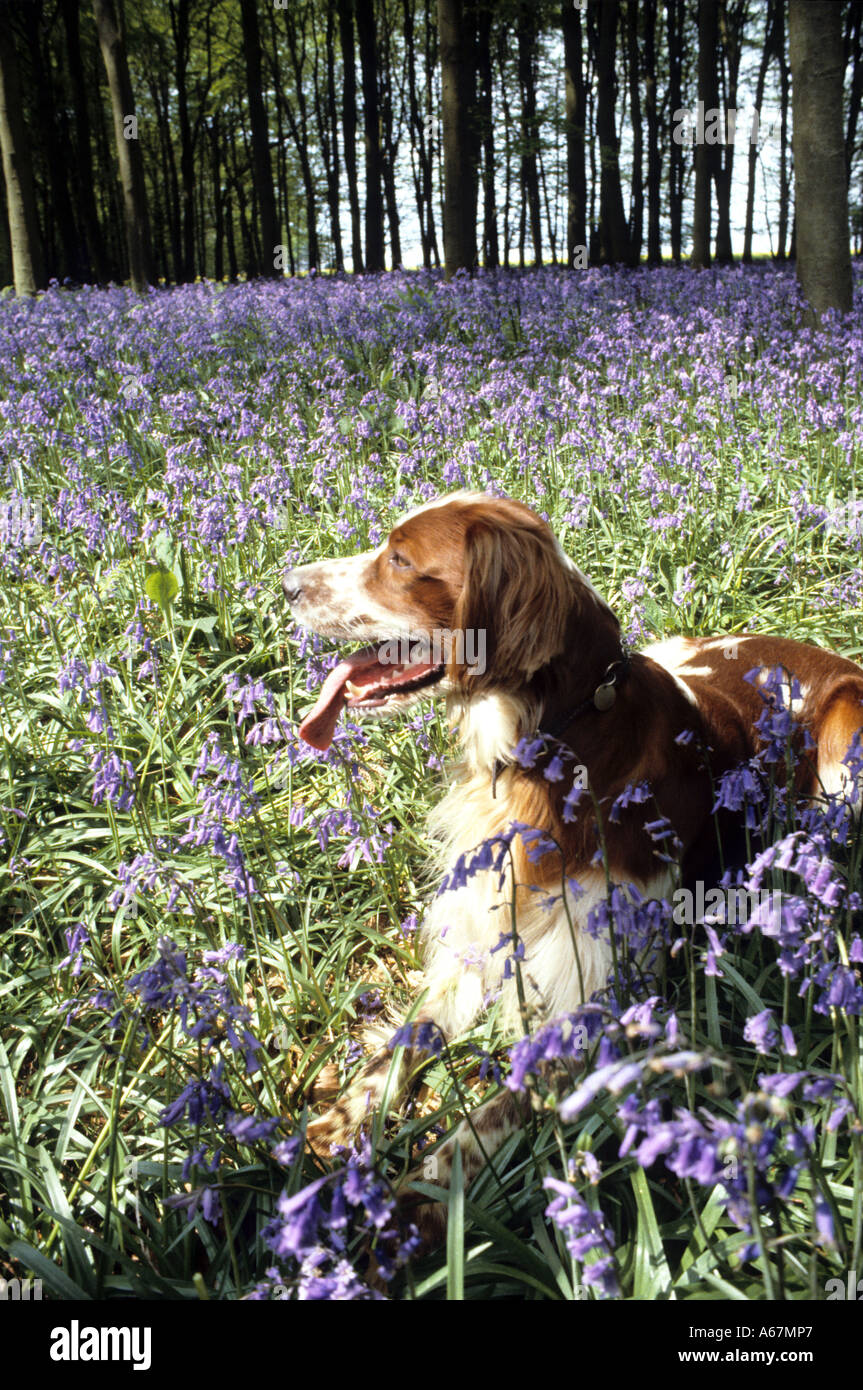 The irish red and white setter is recognised by crufts hi-res stock ...