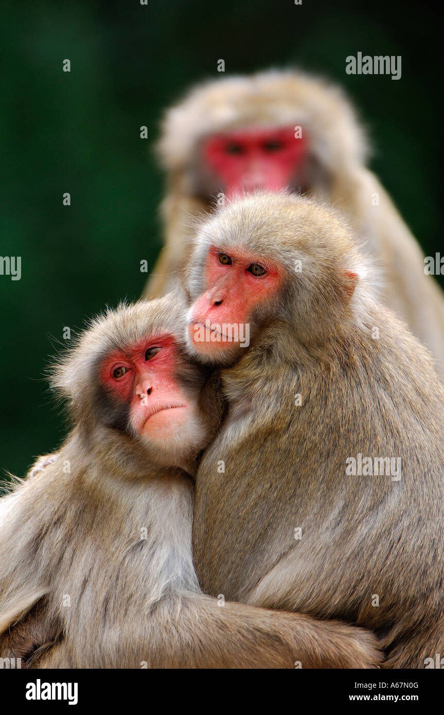 Japanese Macaques, Macaca fuscata, warming each other Stock Photo - Alamy