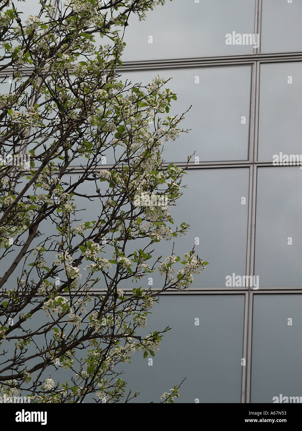 city office block windows and tree detail Stock Photo - Alamy