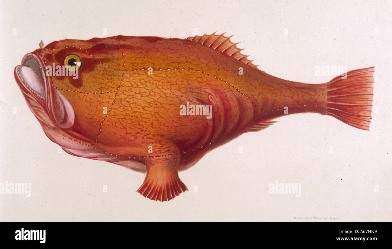 Red Angler Fish 1849 Stock Photo - Alamy