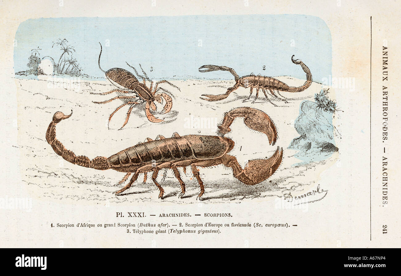 African scorpion hi-res stock photography and images - Alamy