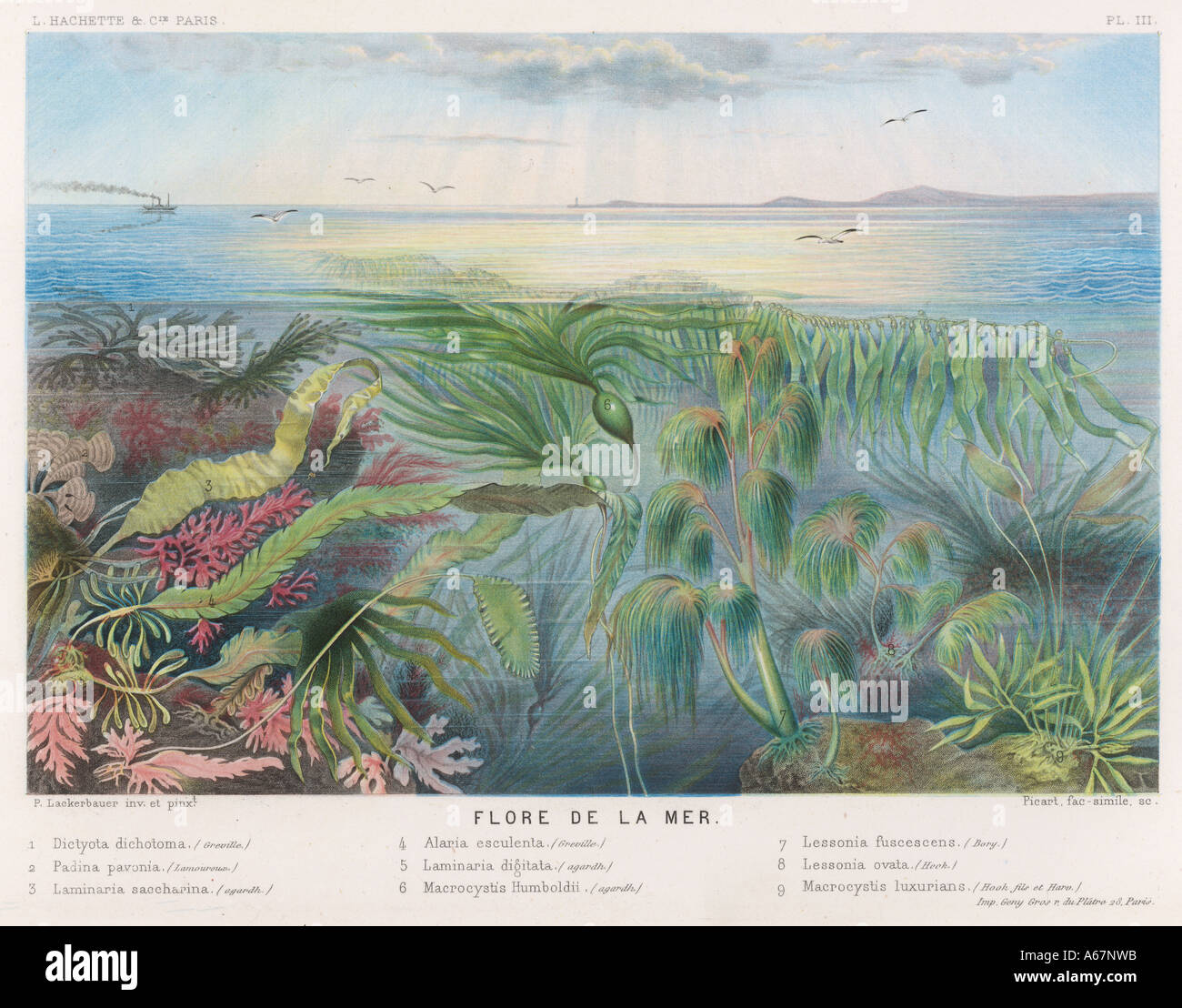 Submarine flora hi-res stock photography and images - Alamy