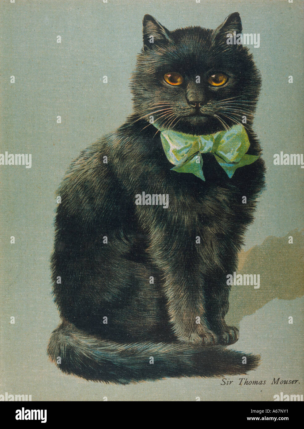 Black Cat With Ribbon Stock Photo - Alamy